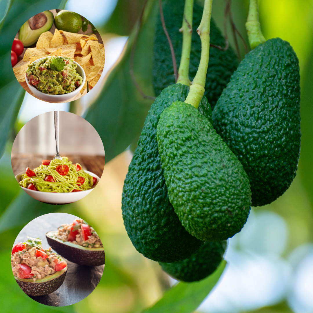 Avocado Hass: Die Königin der Avocados & Leckere Rezepte – Orangenfarm ...