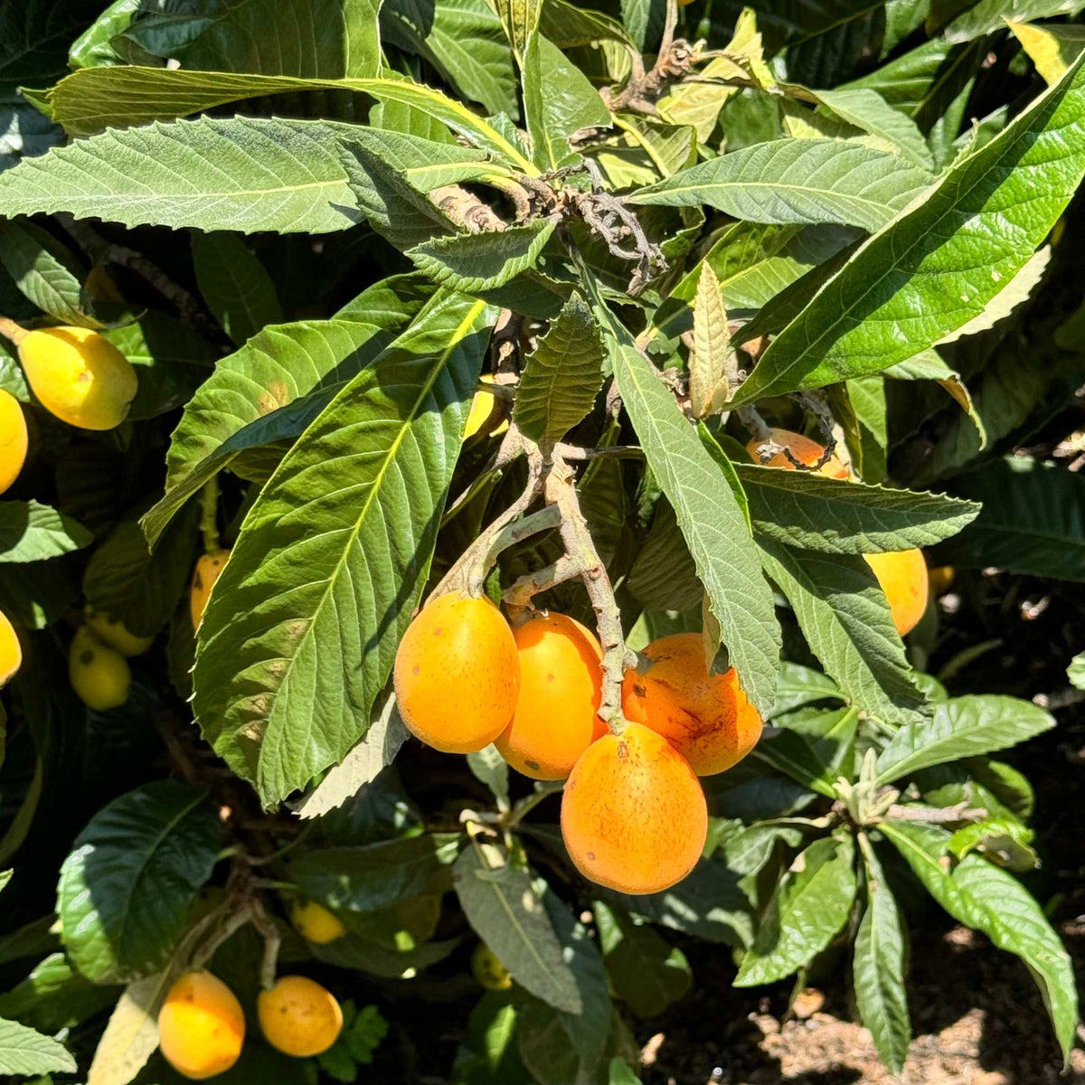 The little-known delicacy: Japanese loquat / Nespera – Orangenfarm Portugal