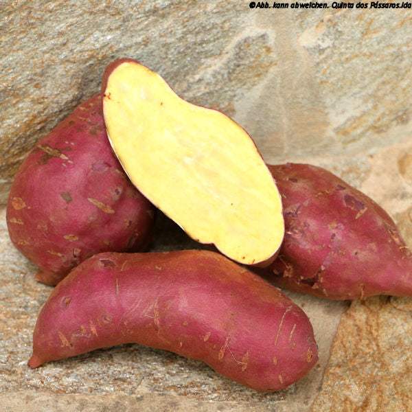 Yellow sweet potatoes from the Algarve – natural & aromatic ...