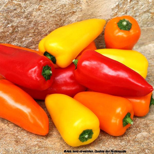 Paprika mini mix - Crisp, colorful & aromatic – Orangenfarm Portugal